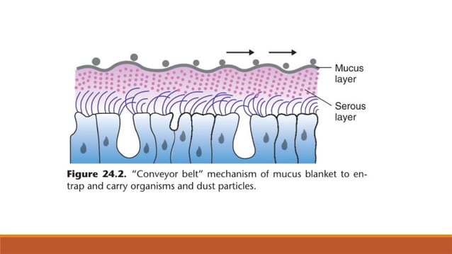 PHYSIOLOGY OF NOSE MBBS ENT 3rd phase medico | PPT