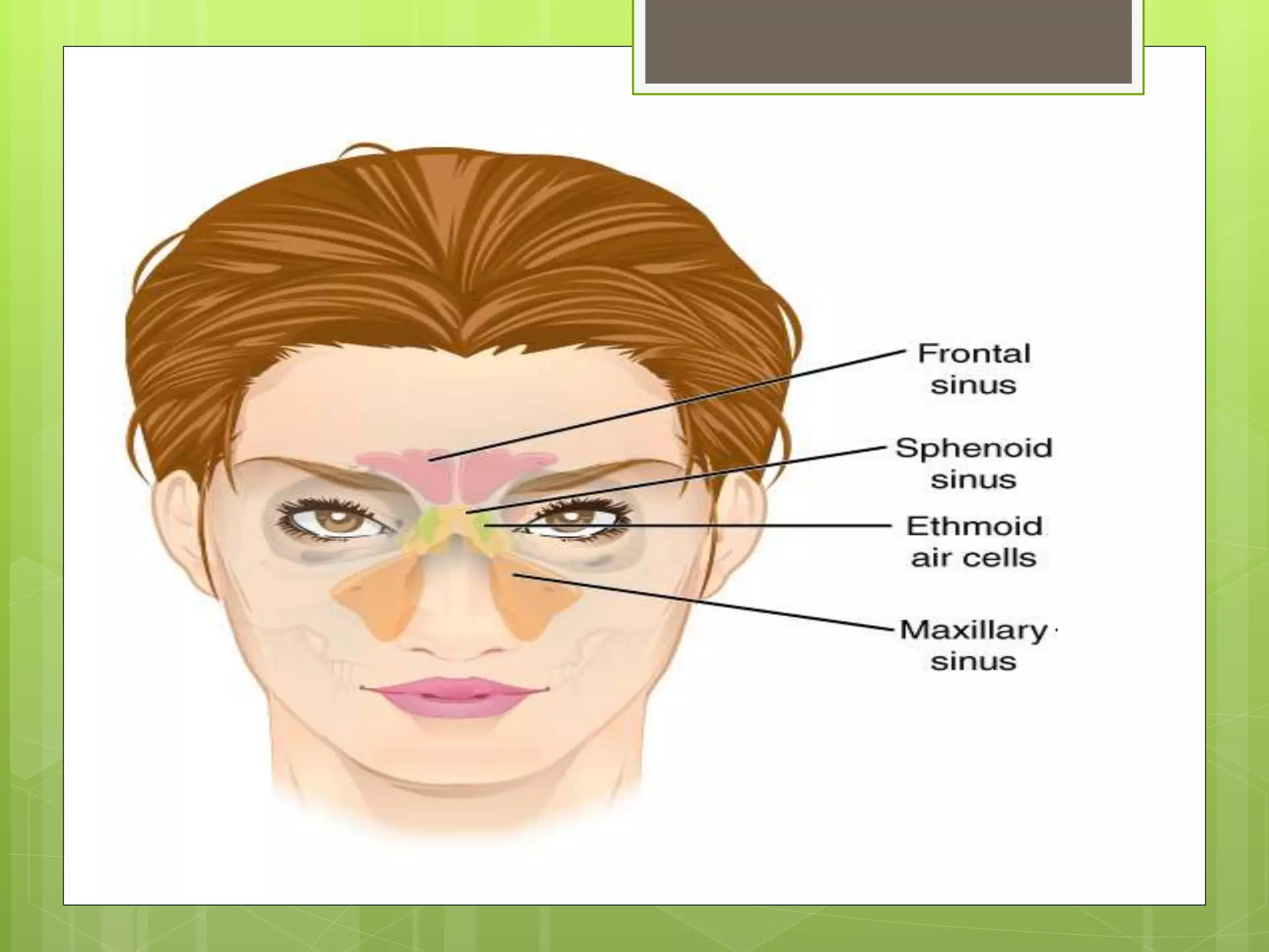 Physiology of nose and pns | PPTX