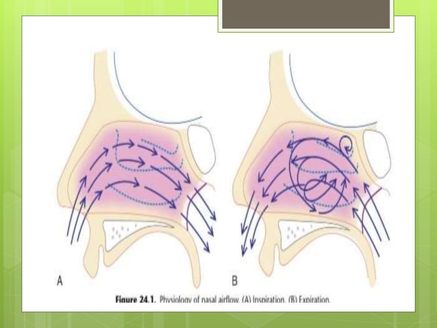 Physiology of nose and pns | PPTX