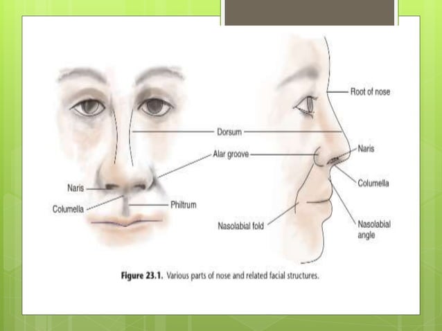 Physiology of nose and pns | PPTX