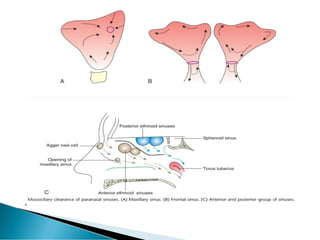 physiology of nose ent power point presentation | PPTX