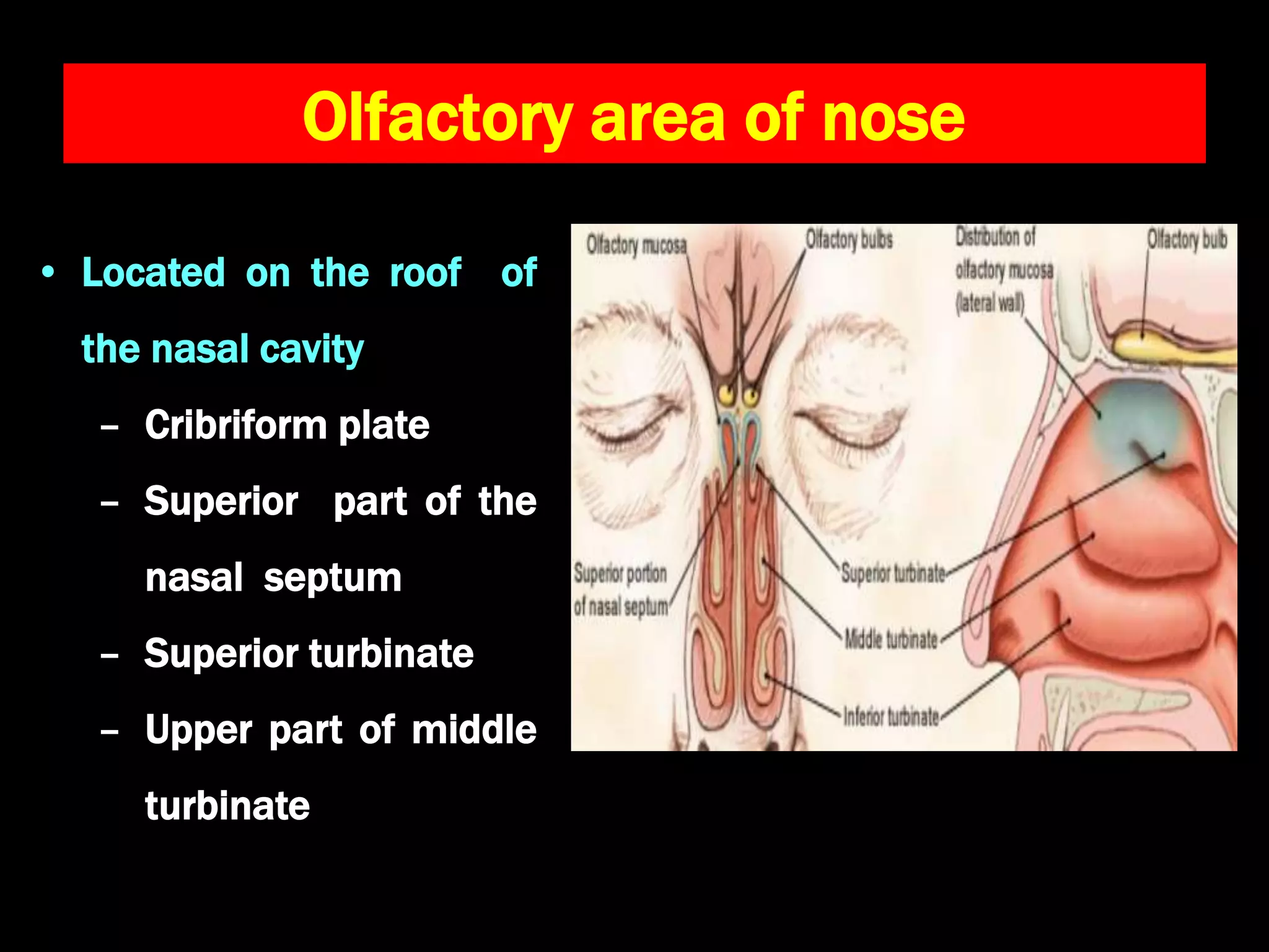 Physiology of nose & PNS | PPT