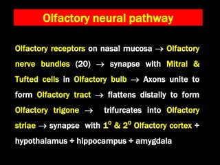 Physiology of nose & PNS | PPT