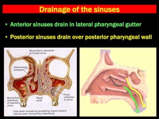 Physiology of nose & PNS | PPT