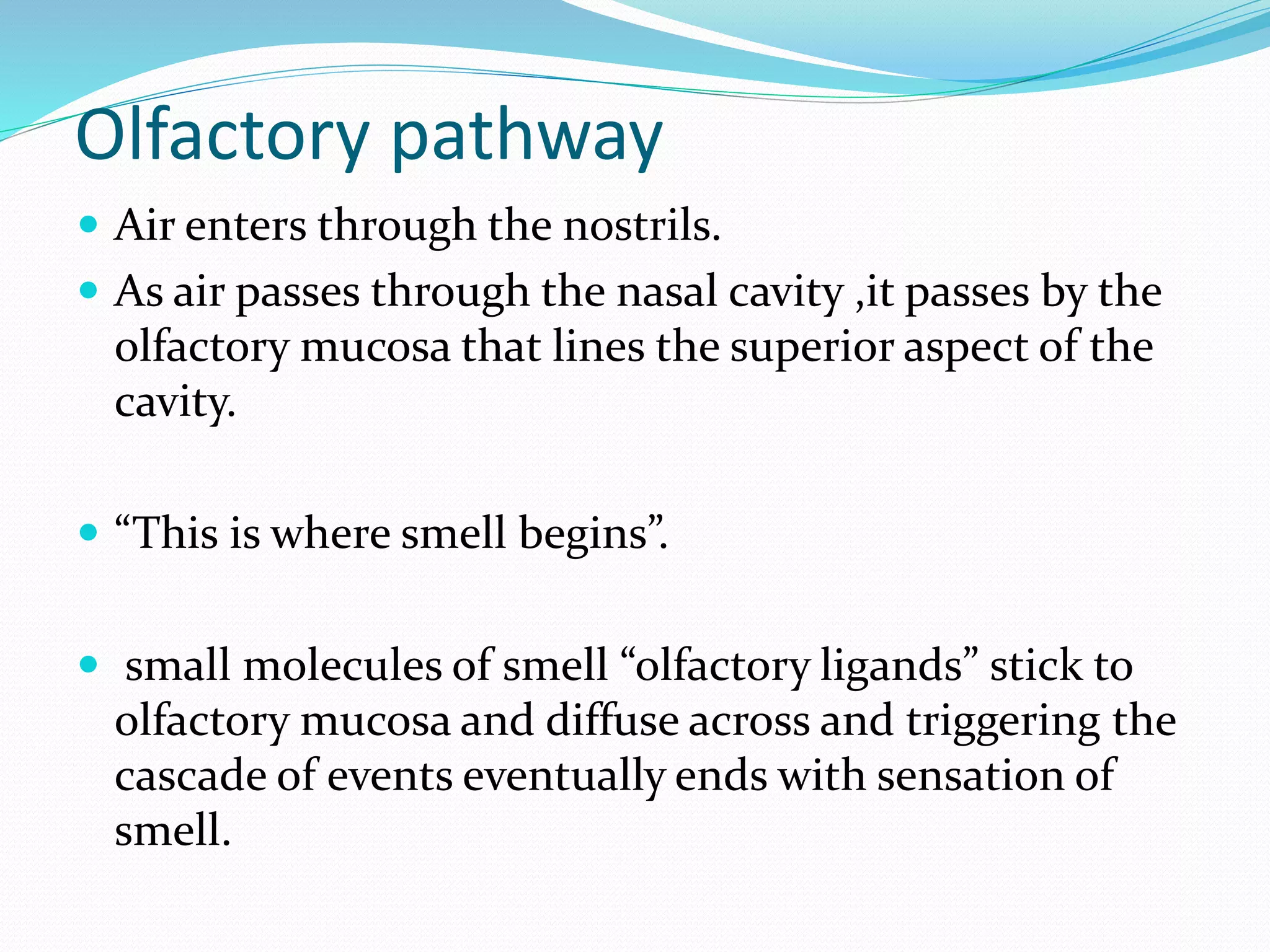Physiology of nose,smell and its pathway | PPTX