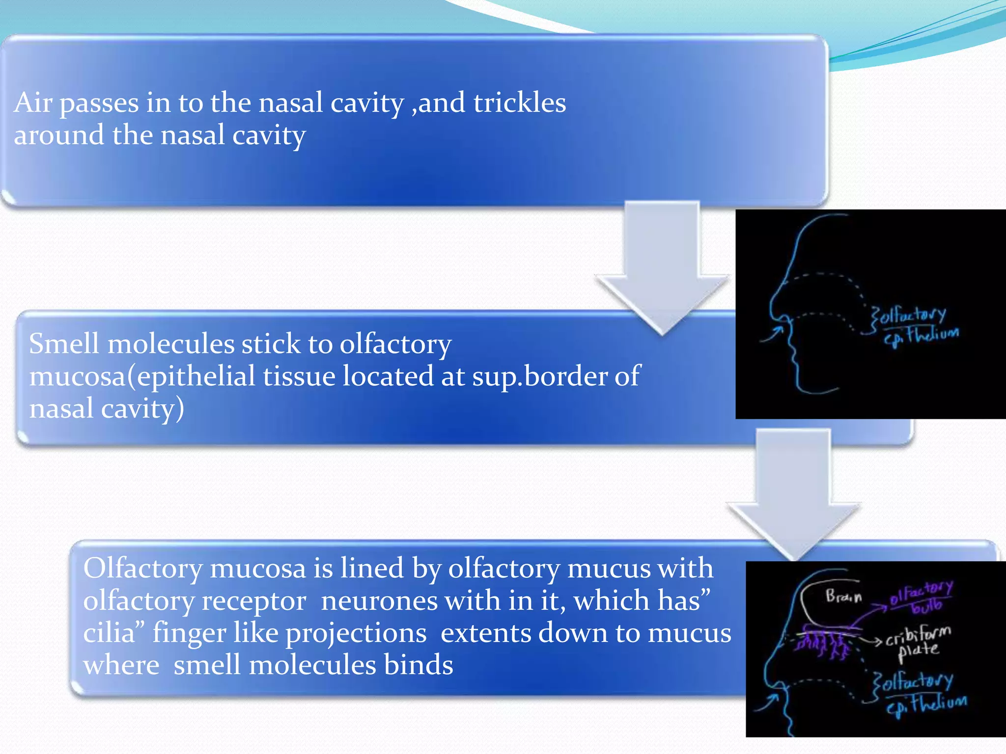 Physiology of nose,smell and its pathway | PPTX
