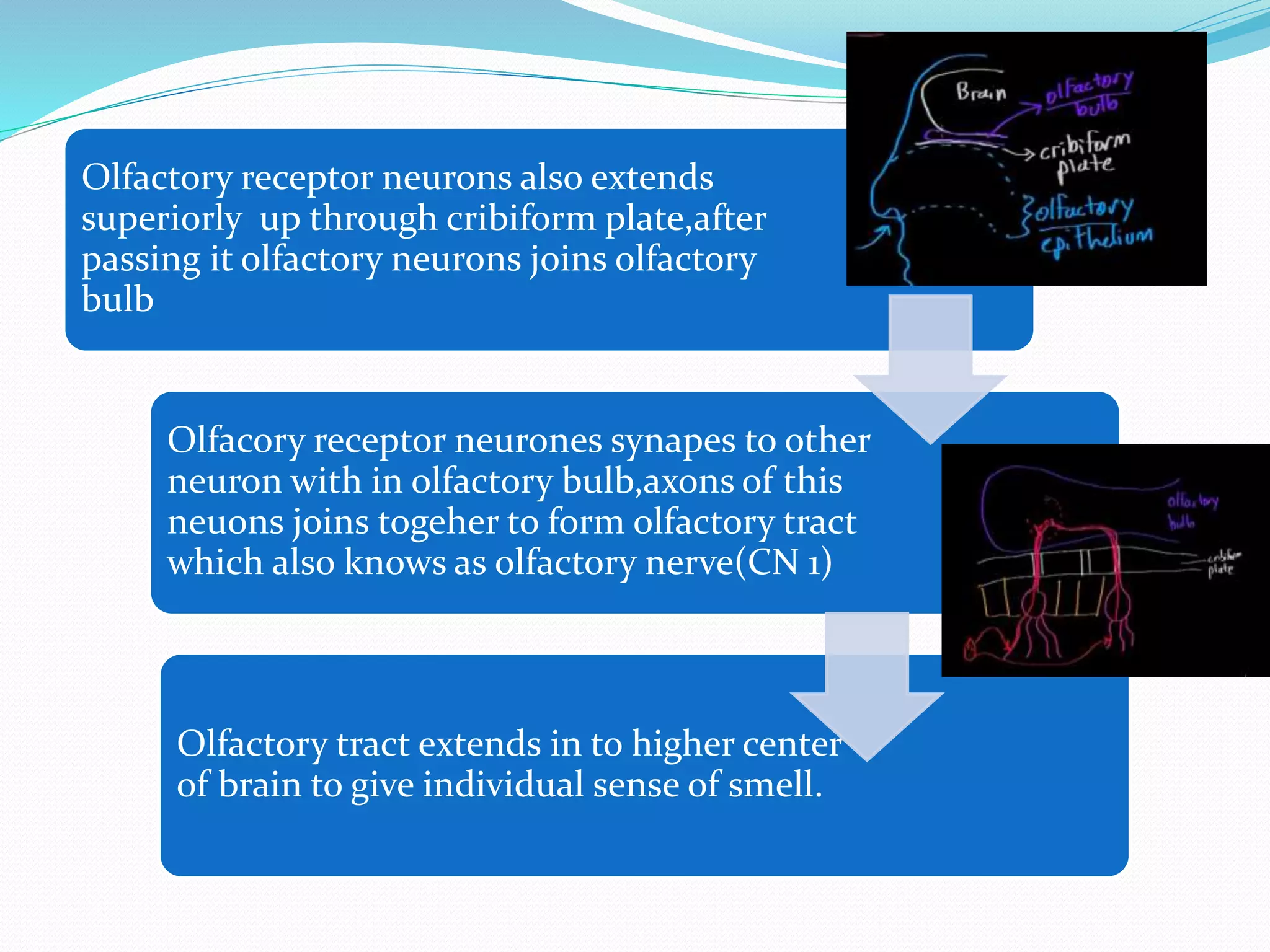 Physiology of nose,smell and its pathway | PPTX