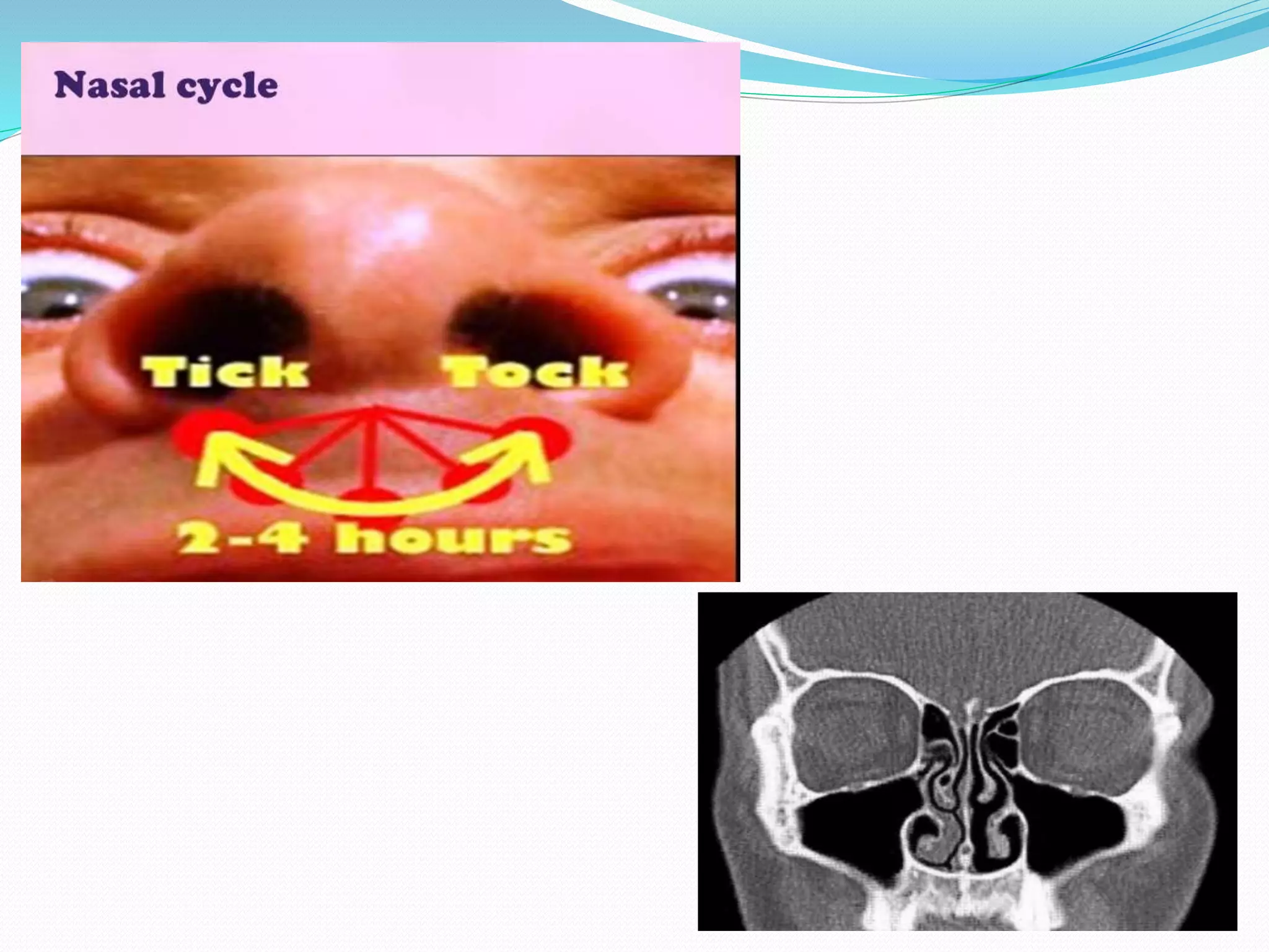 Physiology of nose,smell and its pathway | PPTX