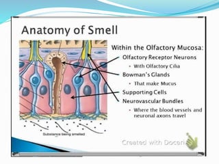 Physiology of nose,smell and its pathway | PPTX