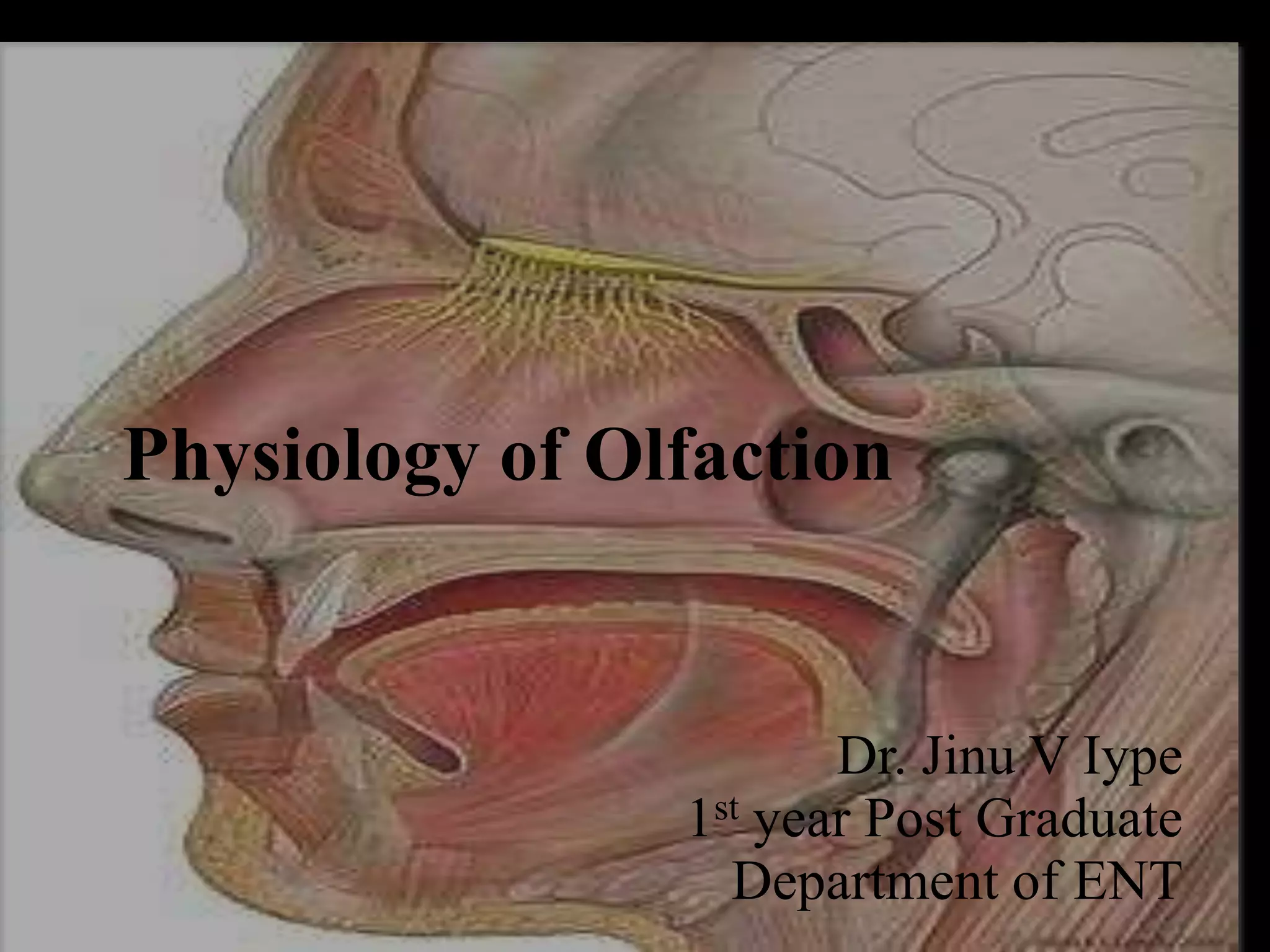 Physiology of olfaction | PPTX | Ear, Nose and Throat Conditions ...