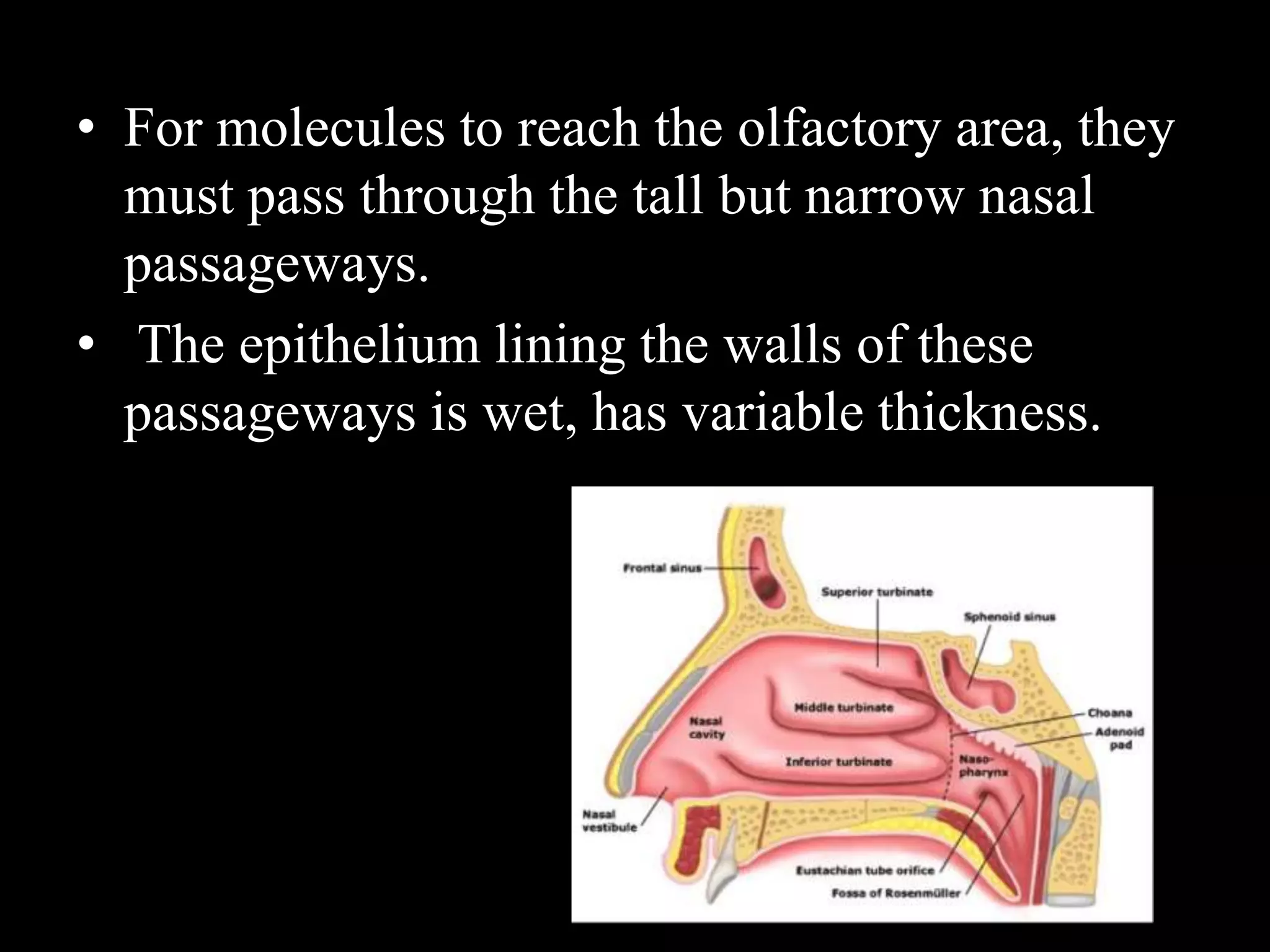 Physiology of olfaction | PPTX
