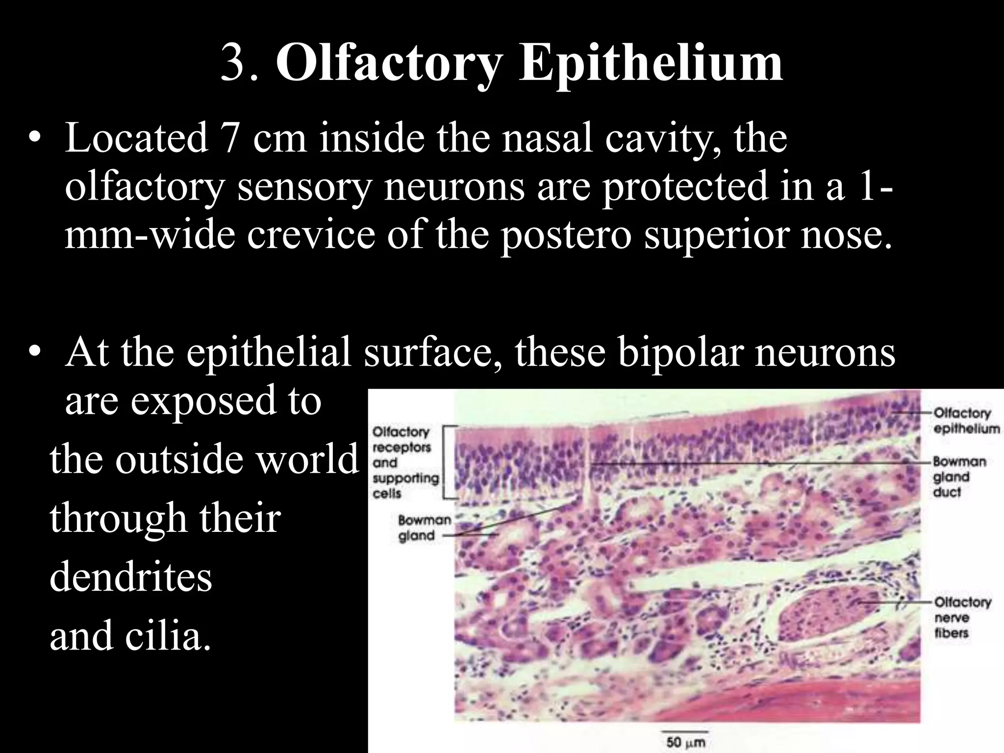 Physiology of olfaction | PPTX