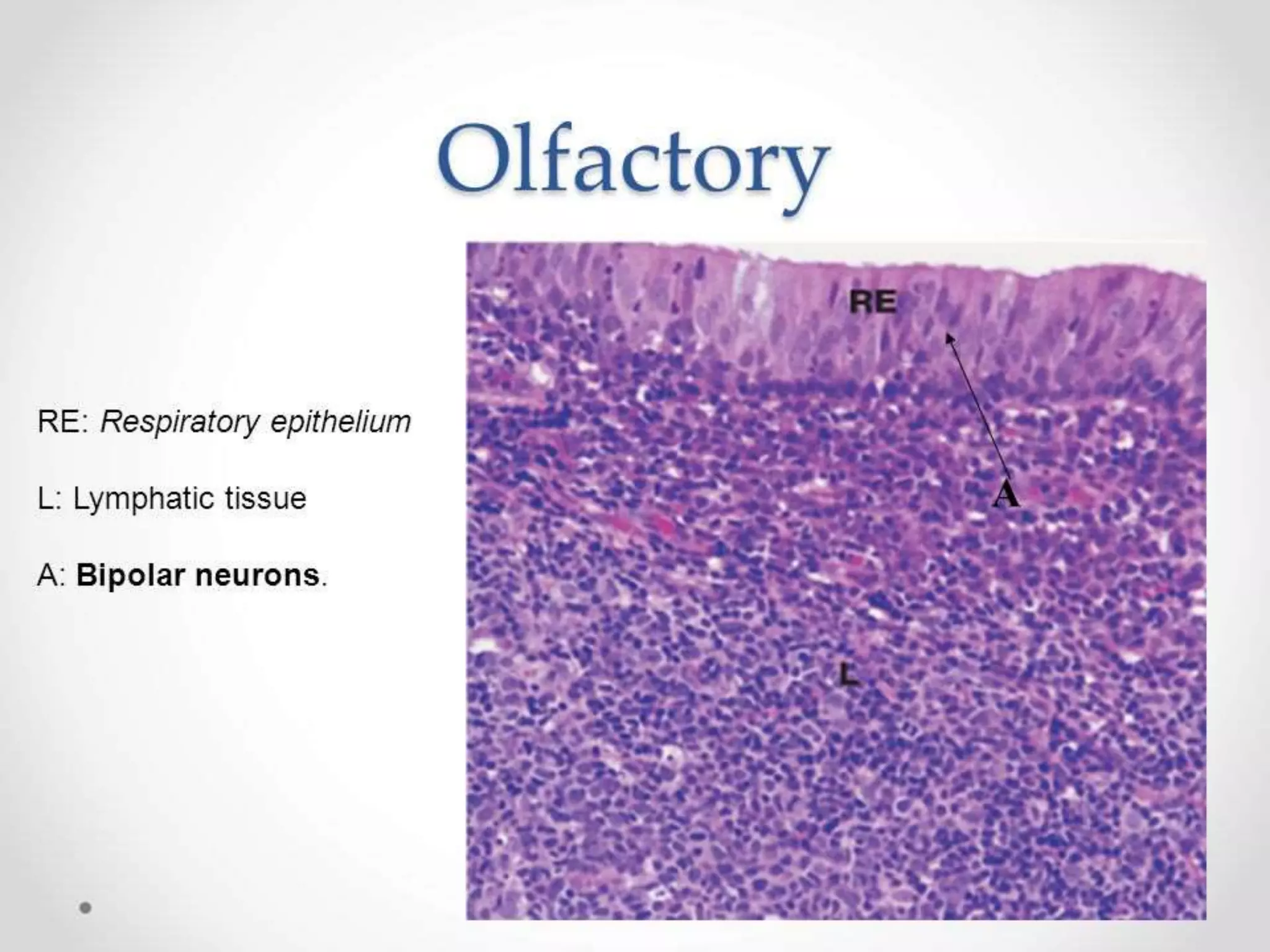 Physiology of olfaction | PPTX