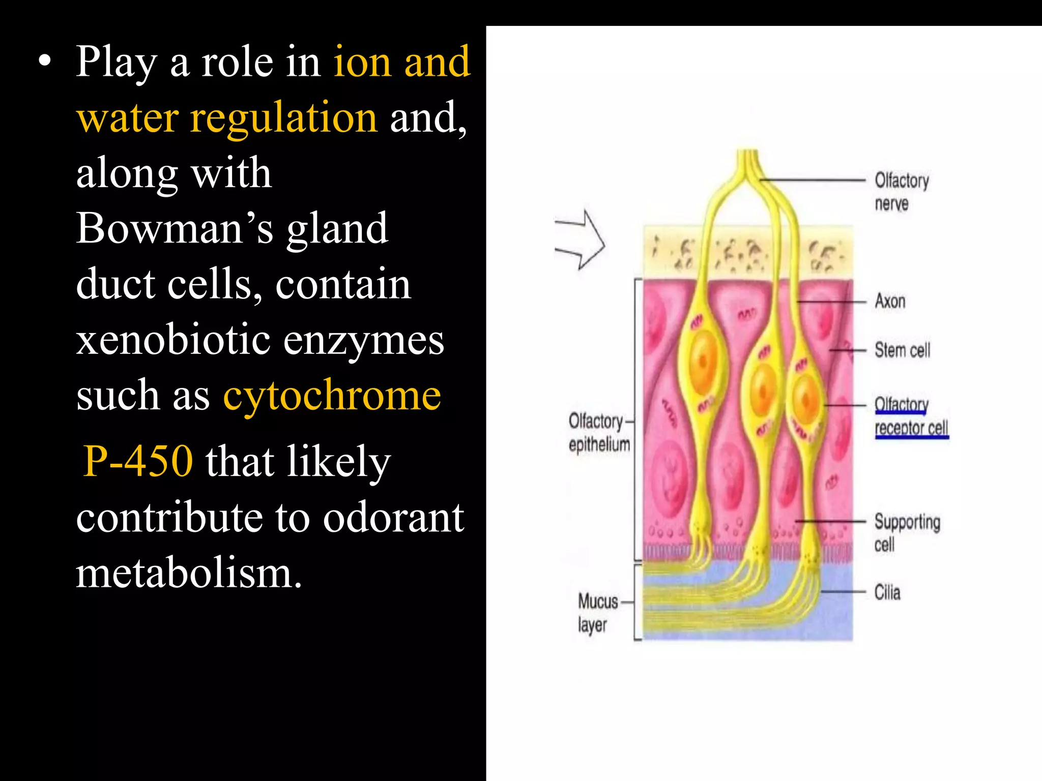Physiology of olfaction | PPTX