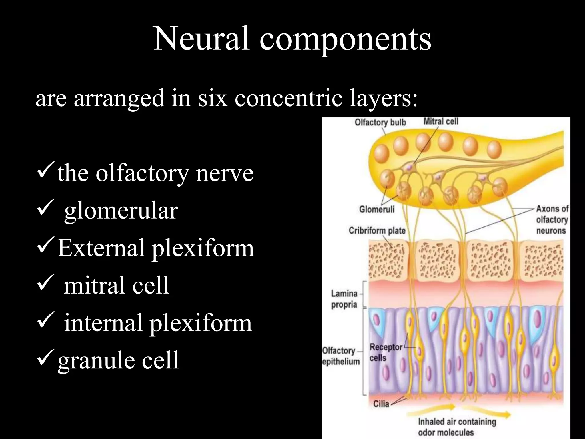 Physiology of olfaction | PPTX