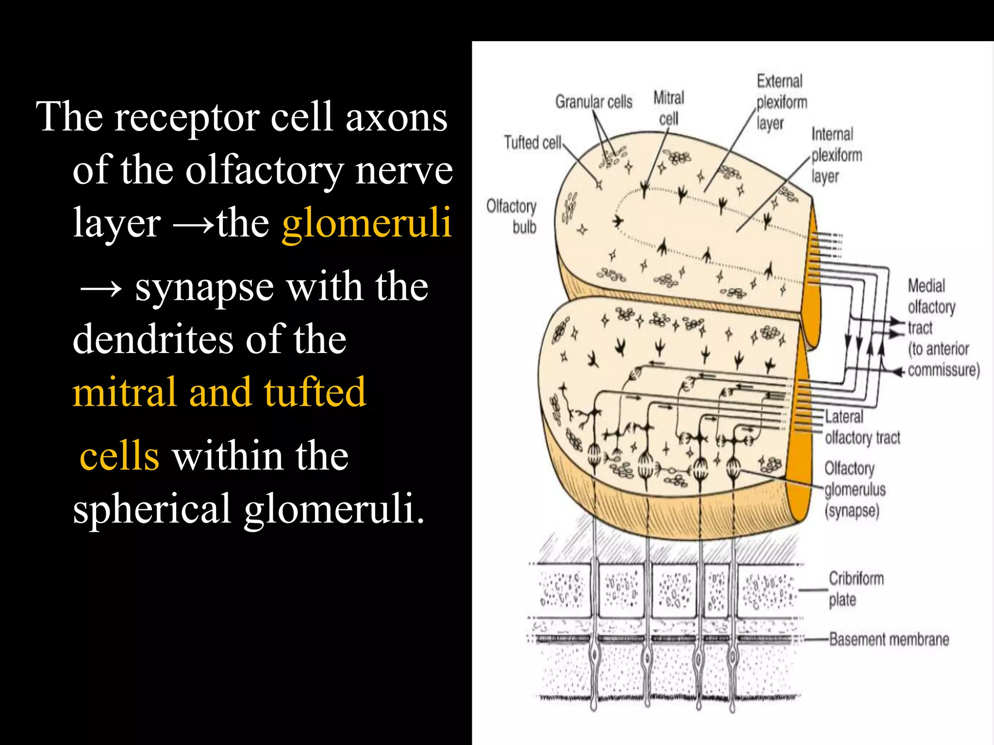 Physiology of olfaction | PPTX