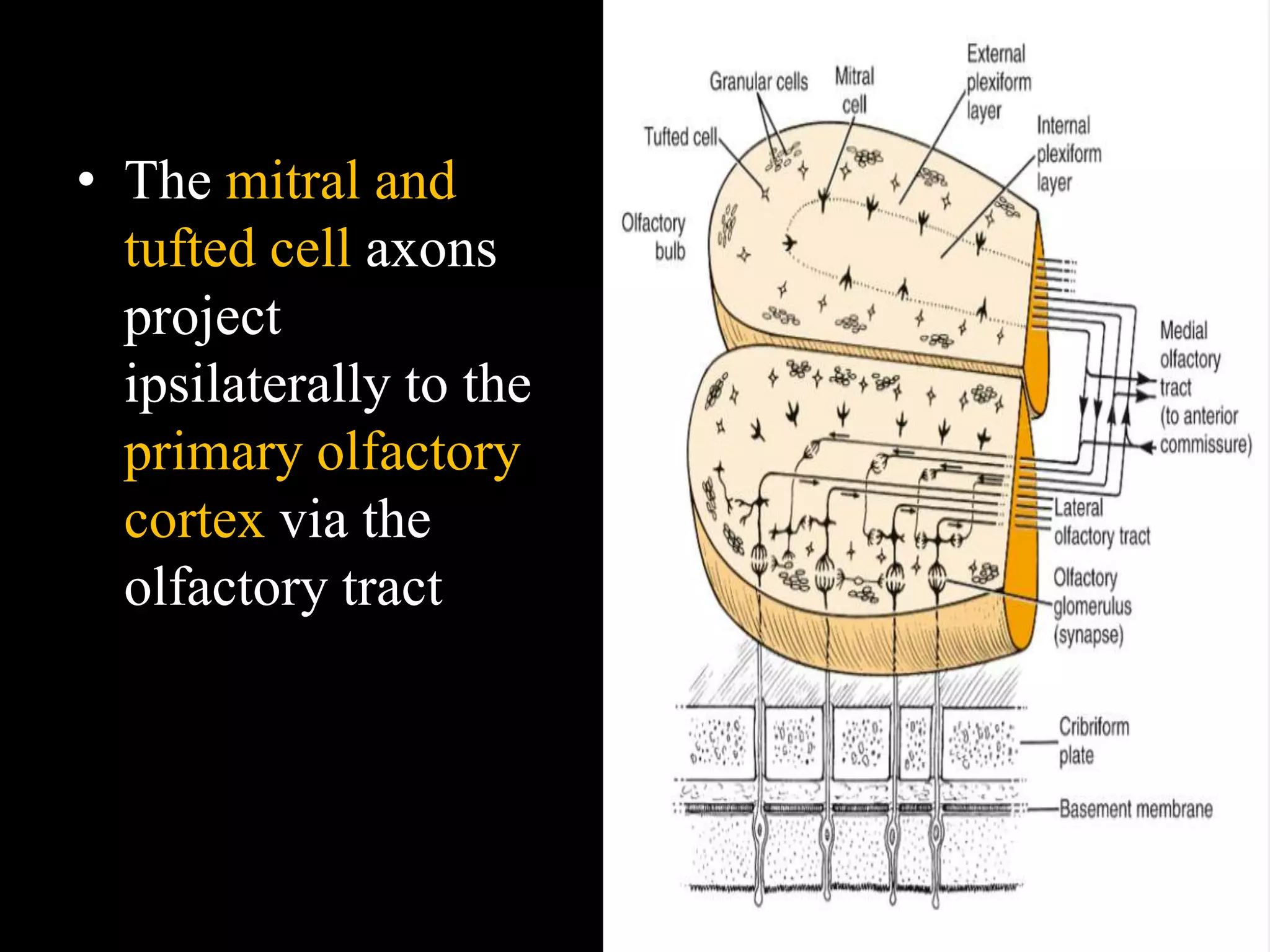 Physiology of olfaction | PPTX