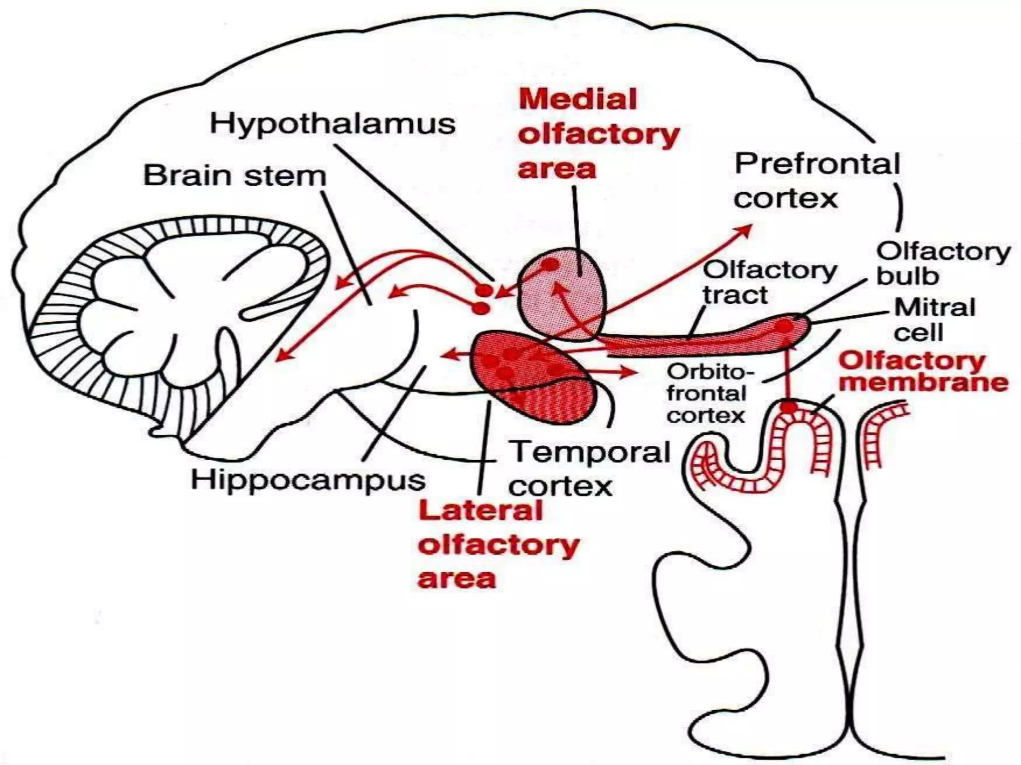 Physiology of olfaction | PPTX