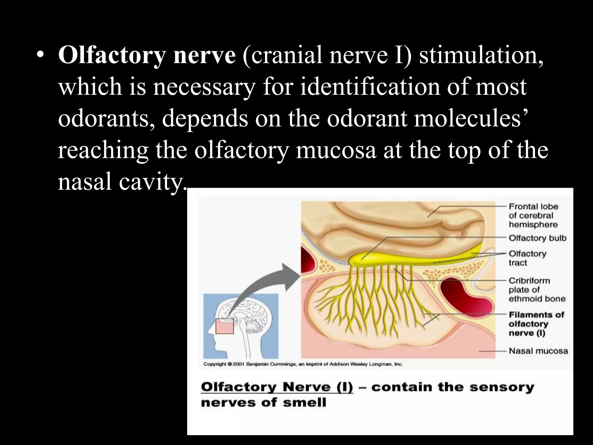 Physiology of olfaction | PPTX