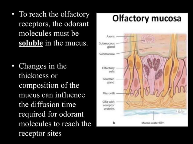 Physiology of olfaction | PPTX | Ear, Nose and Throat Conditions ...