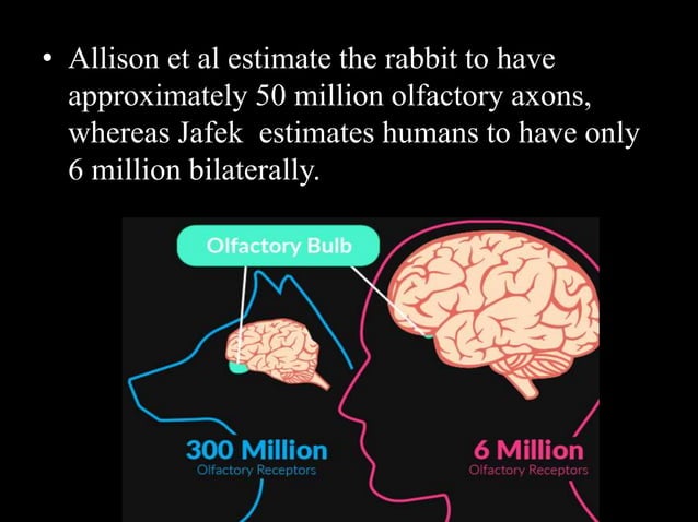Physiology of olfaction | PPTX | Ear, Nose and Throat Conditions ...