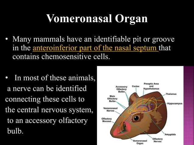 Physiology of olfaction | PPTX | Ear, Nose and Throat Conditions ...