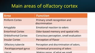 PHYSIOLOGY OF OLFACTION (1)... 1024.pptx