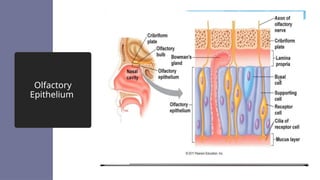 PHYSIOLOGY OF OLFACTION (1)... 1024.pptx