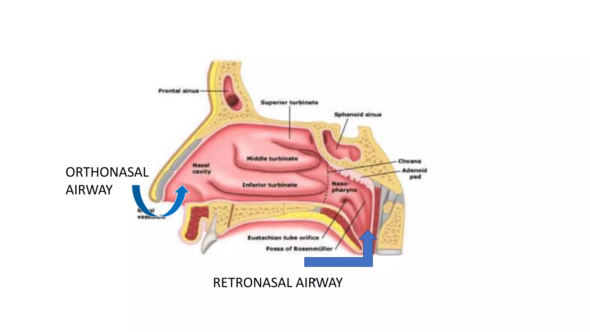 Physiology of olfaction | PPTX