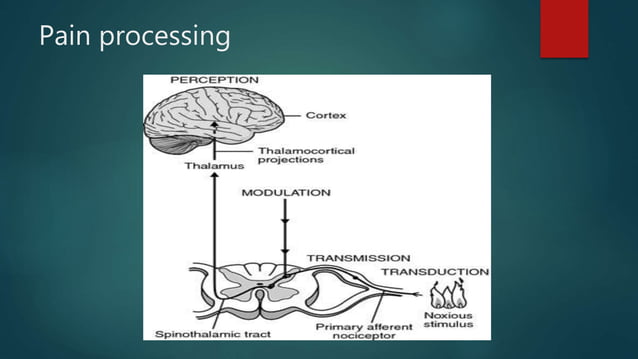 Physiology of pain | PPTX