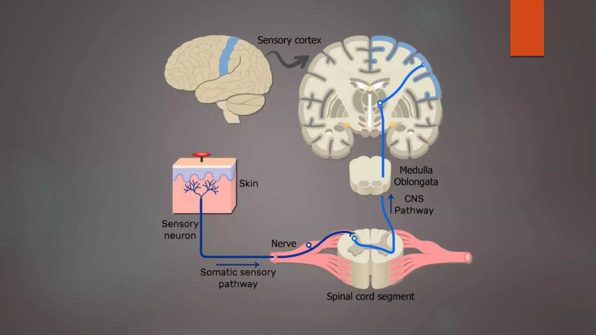 Physiology of Pain | PPTX