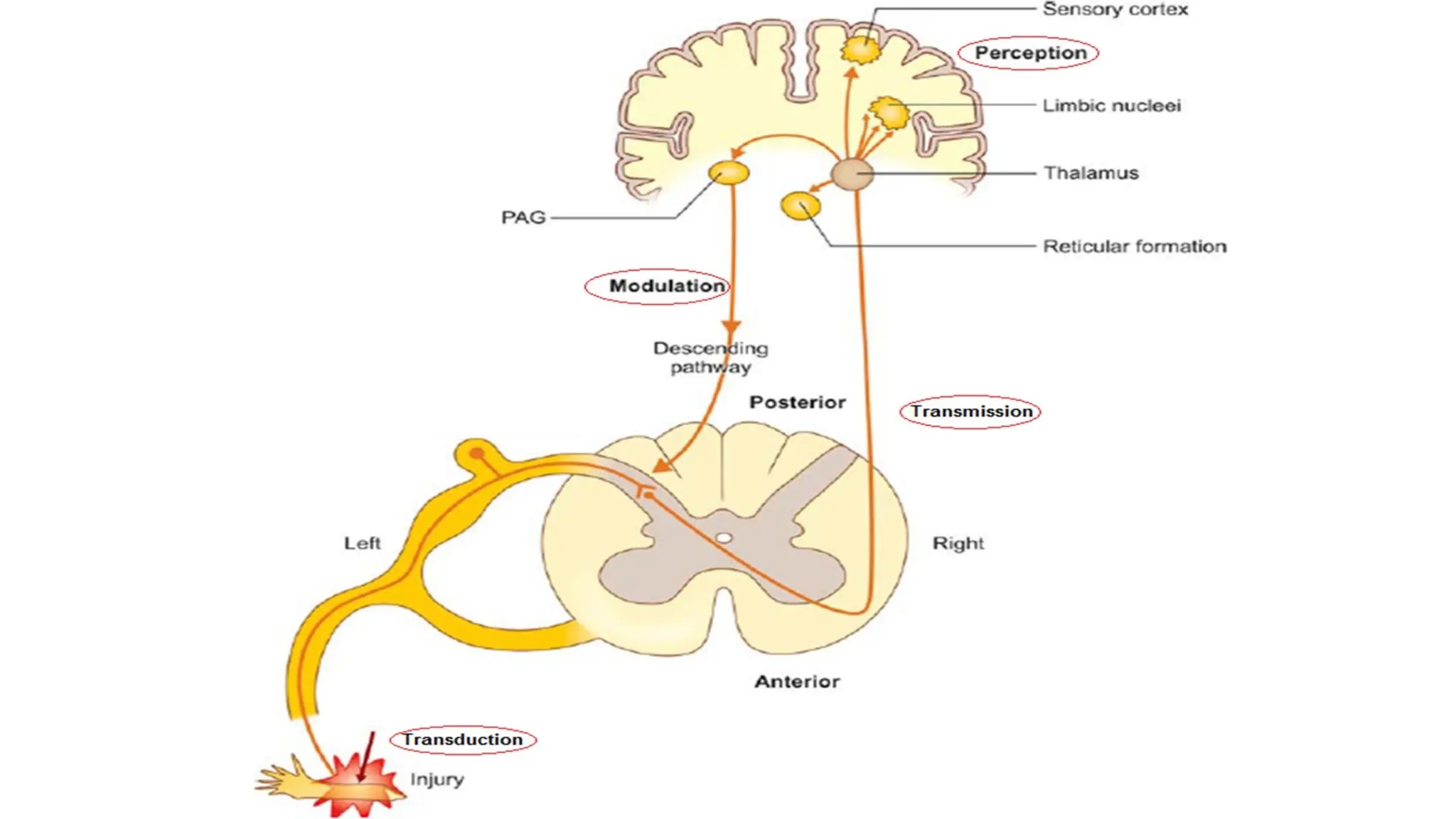 Physiology of Pain and the spinothalamic pathway.pptx