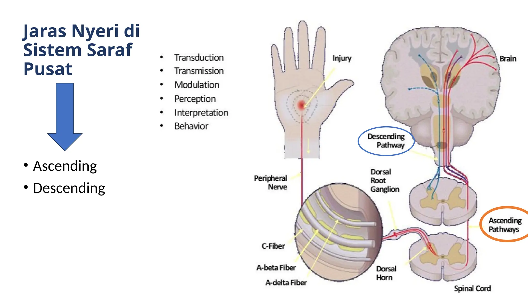 Physiology of Pain and the spinothalamic pathway.pptx
