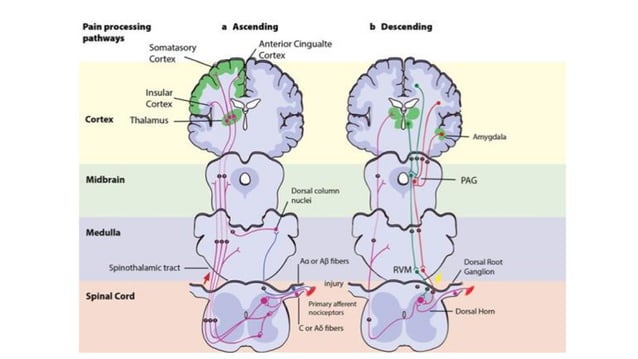 Physiology of Pain and the spinothalamic pathway.pptx