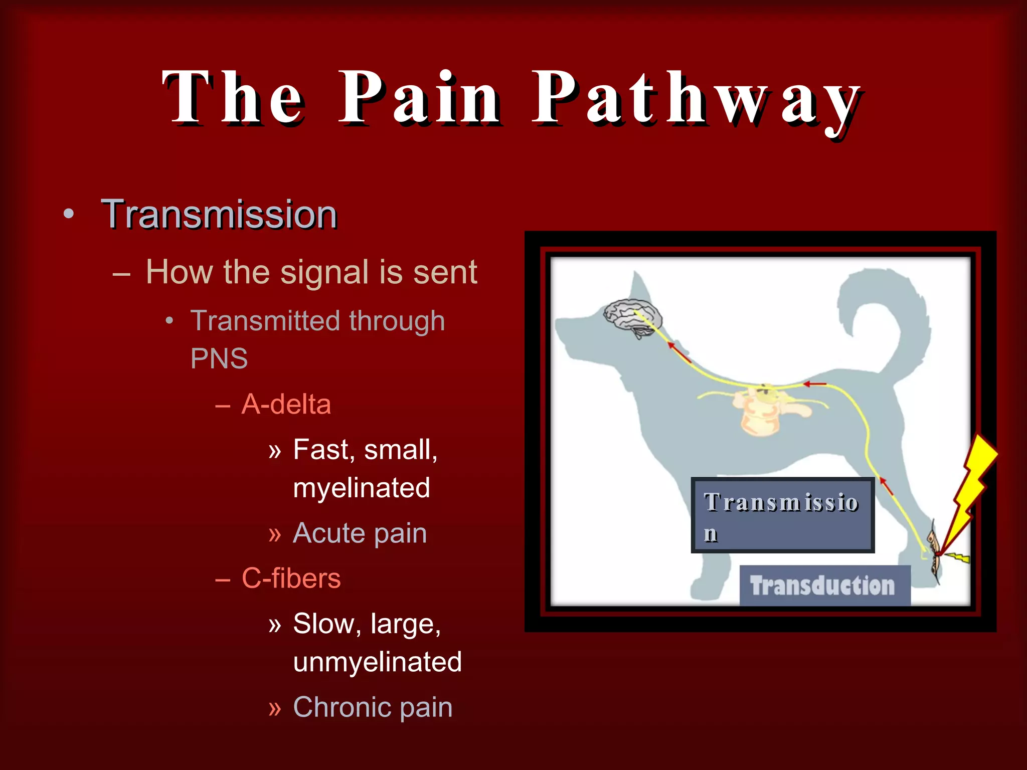 The Physiology Of Pain | PPT