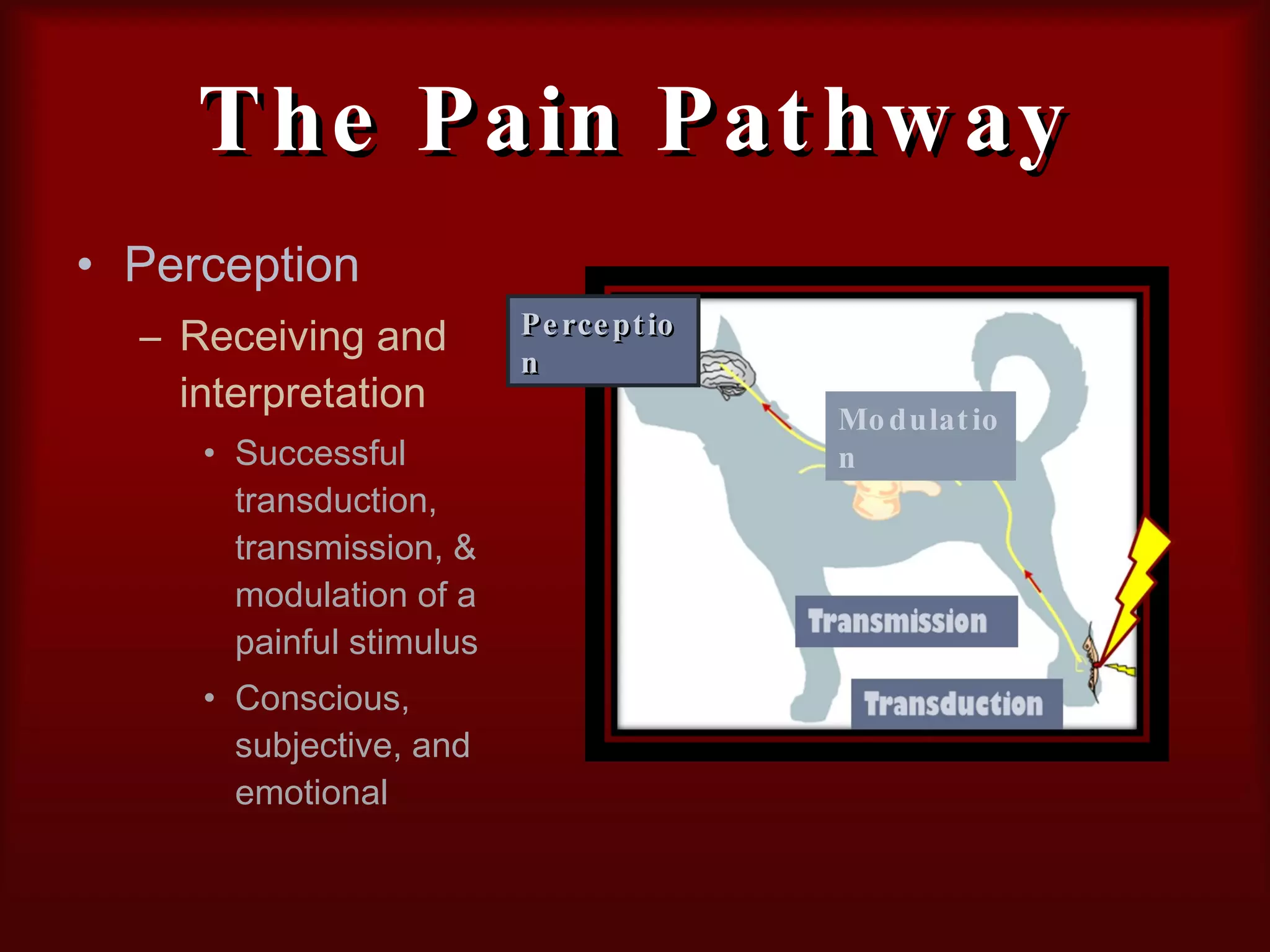 The Physiology Of Pain | PPT