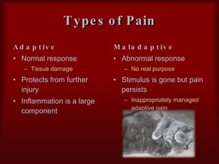 The Physiology Of Pain | PPT