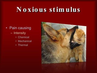 The Physiology Of Pain | PPT