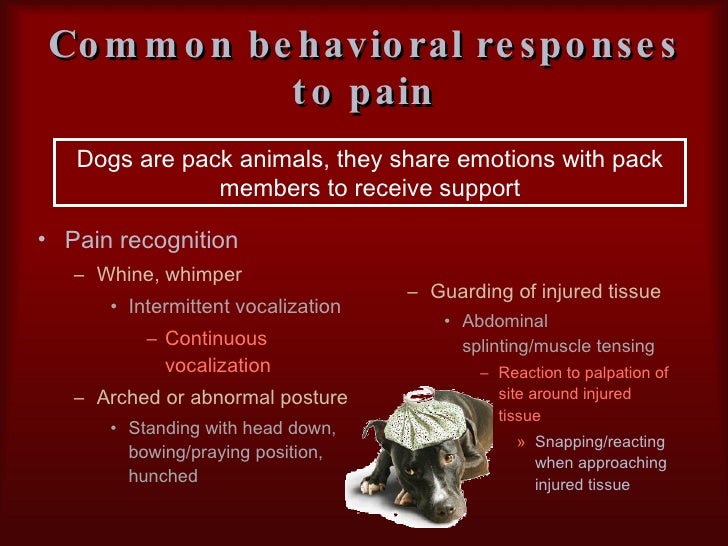 The Physiology Of Pain