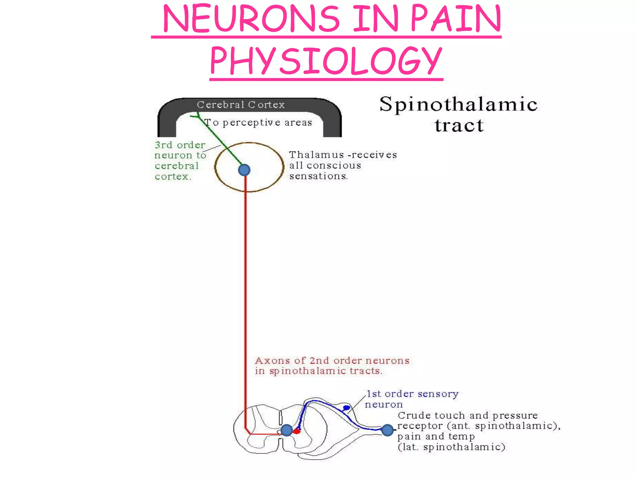 Physiology of pain2003 | PPT