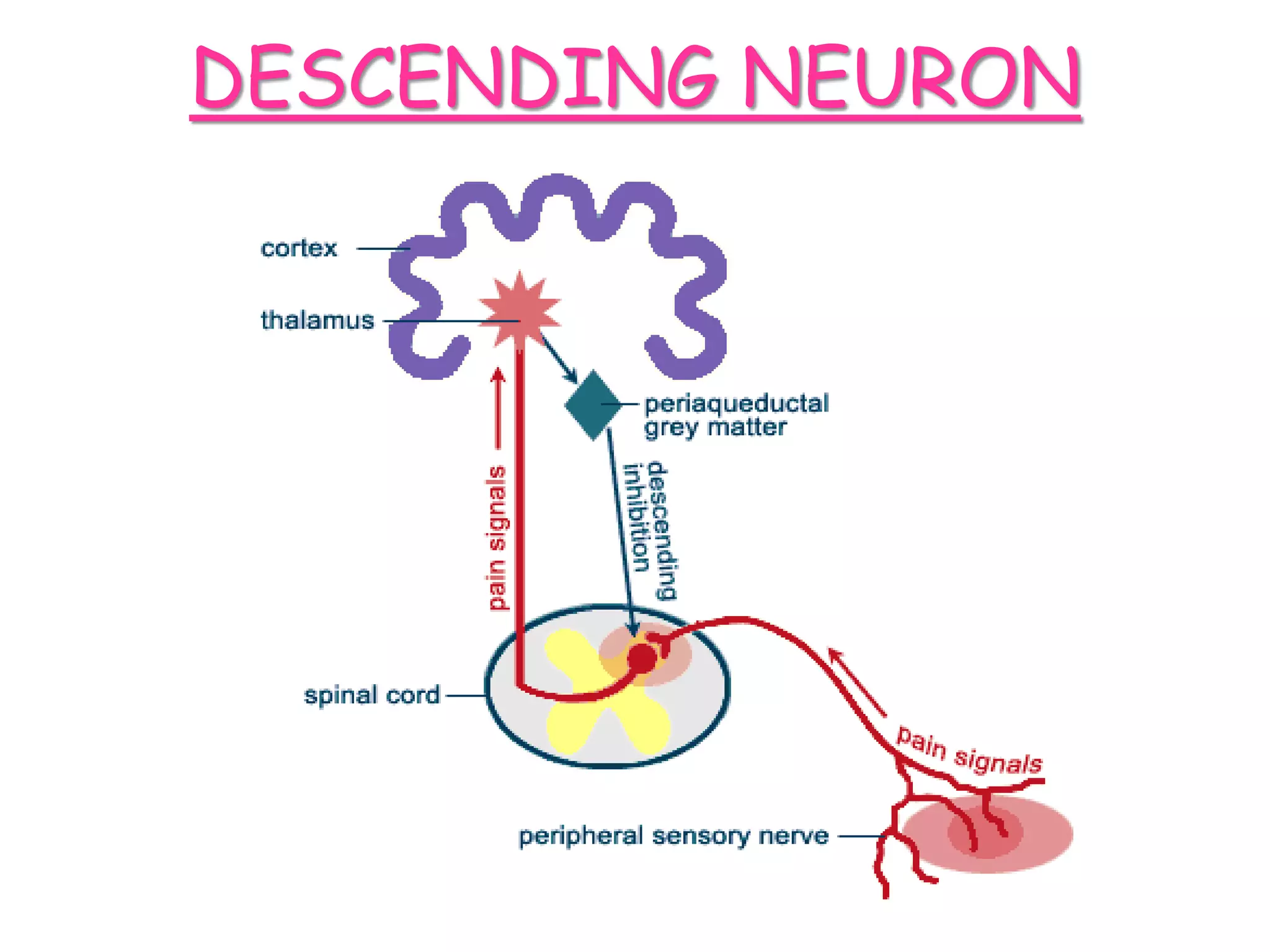 Physiology of pain2003 | PPT