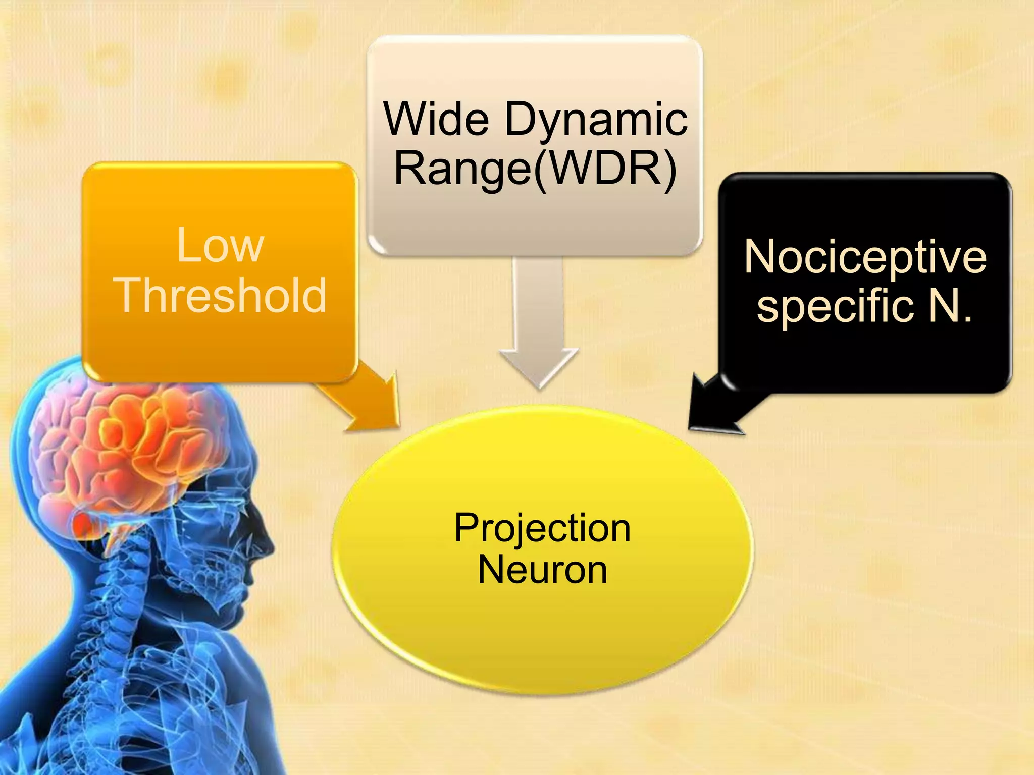 Physiology of pain2003 | PPT
