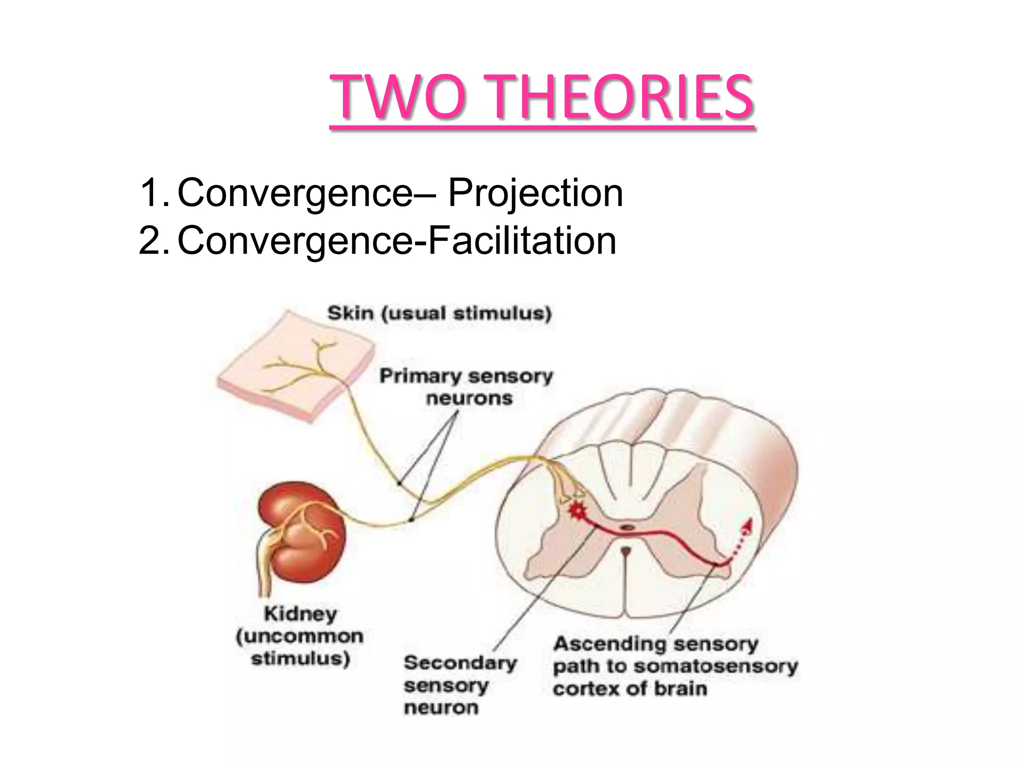 Physiology of pain2003 | PPT
