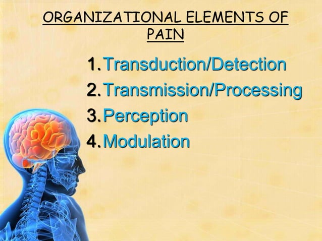 Physiology of pain2003 | PPT | Brain and Nervous System Disorders ...