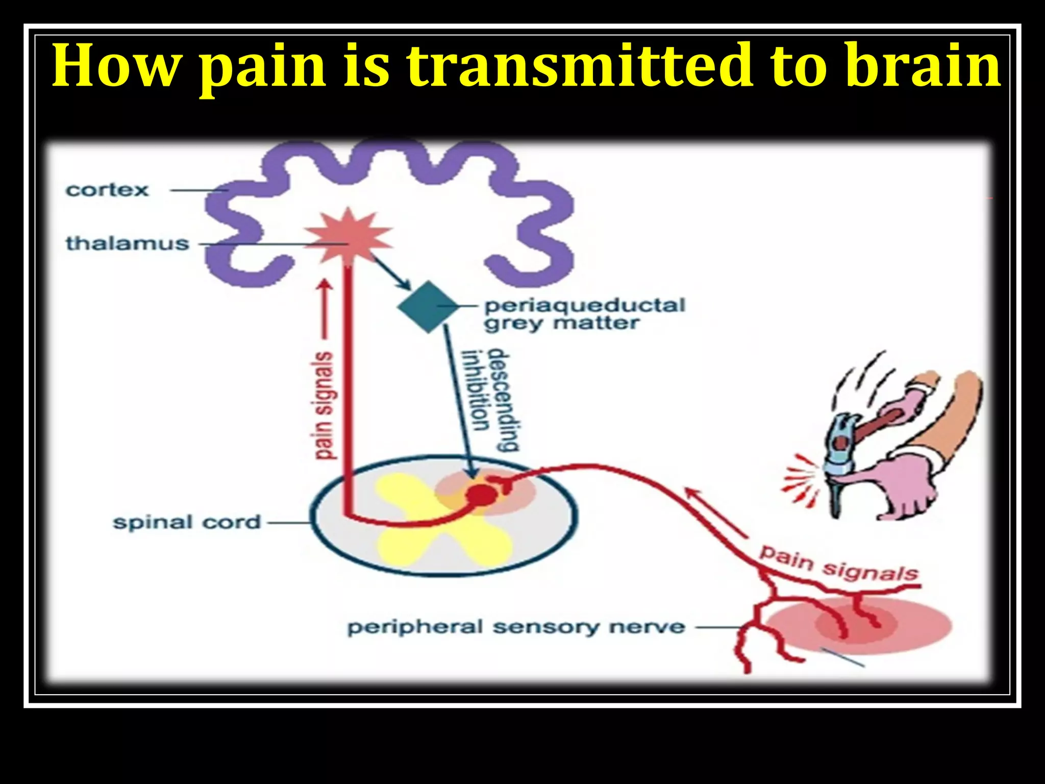 Physiology of pain pathway | PPT
