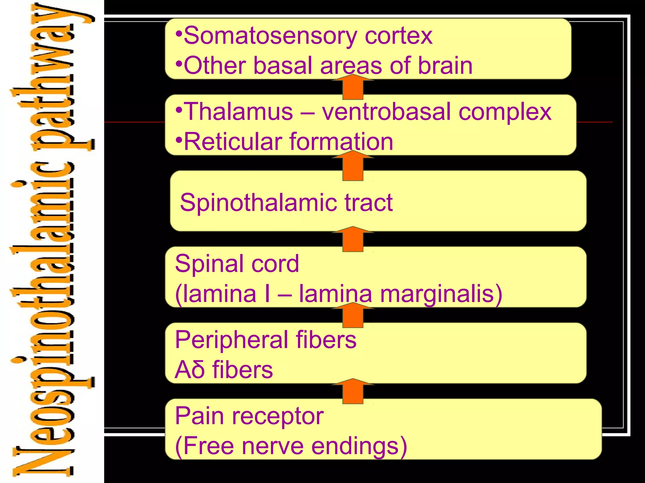 Physiology of pain pathway | PPT