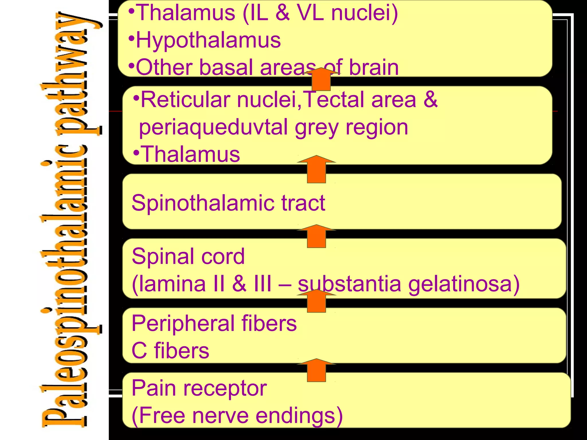 Physiology of pain pathway | PPT