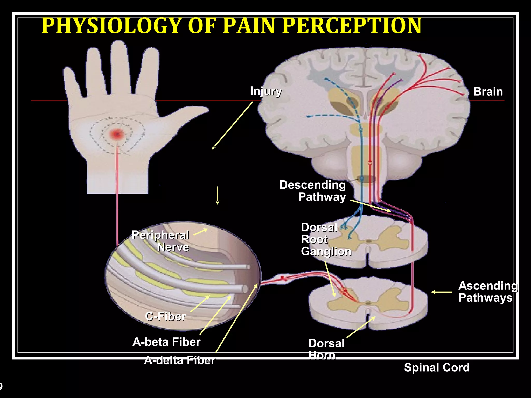 Physiology of pain pathway | PPT