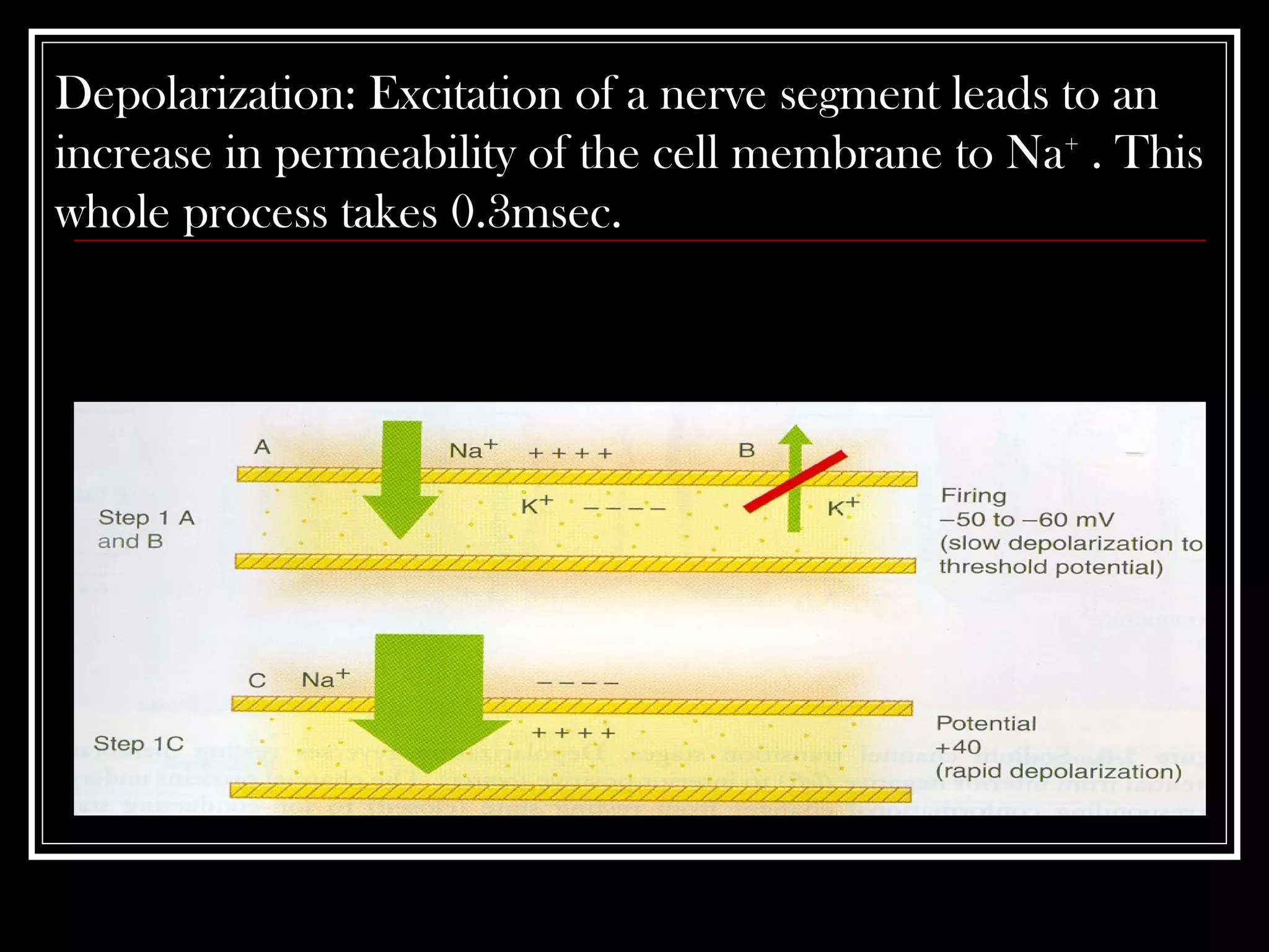 Physiology of pain pathway | PPT