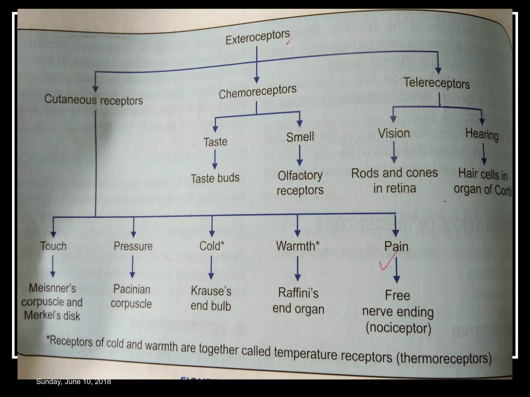 Physiology of pain pathway | PPT